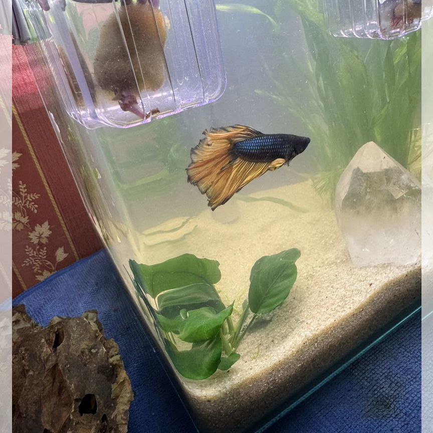 Аквариум комплект