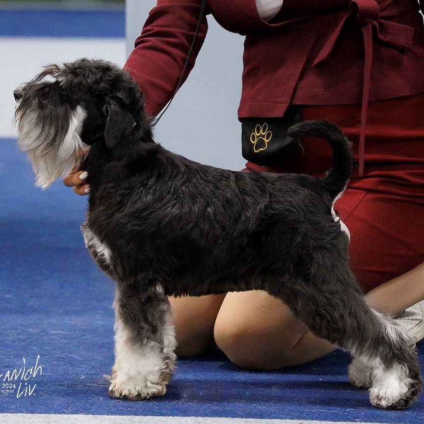 Цвергшнауцер, щенок