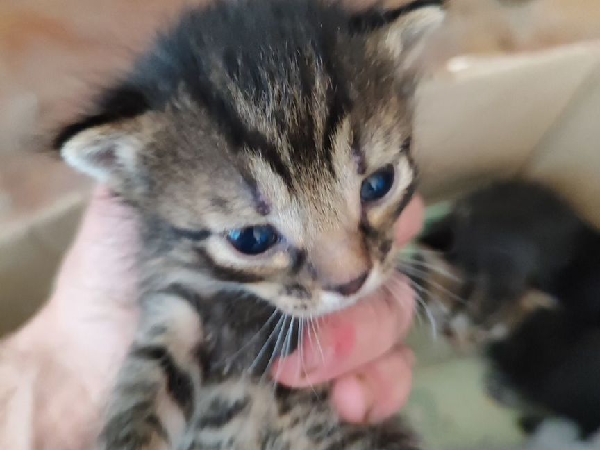 Котята