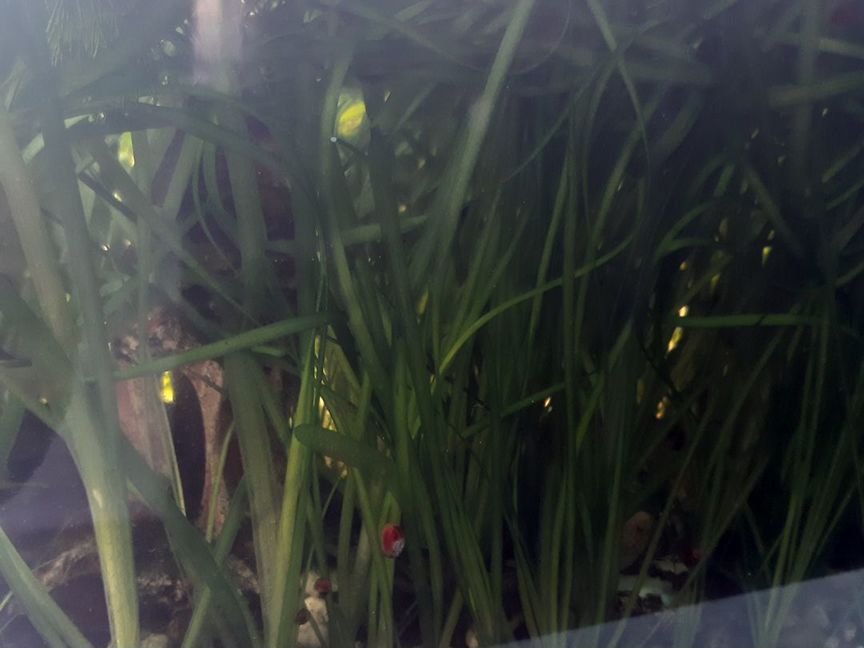 Валлиснерия