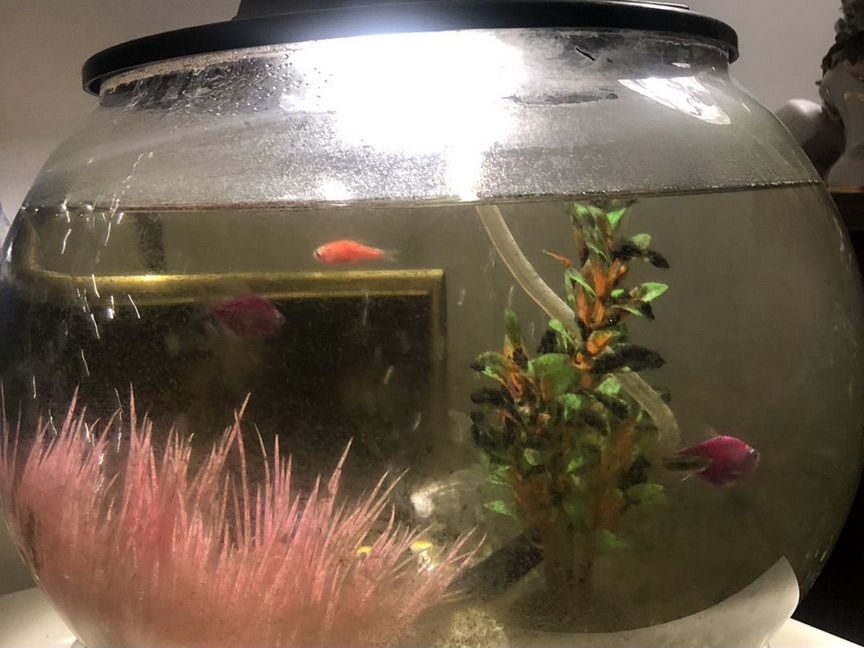 Аквариум круглый,об'емом 25 литров