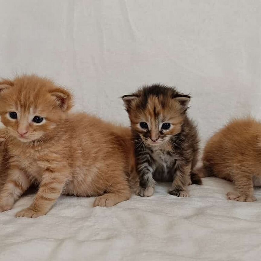 Котята Мейн-кун