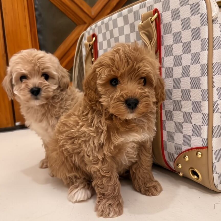 Мальтипу, щенок