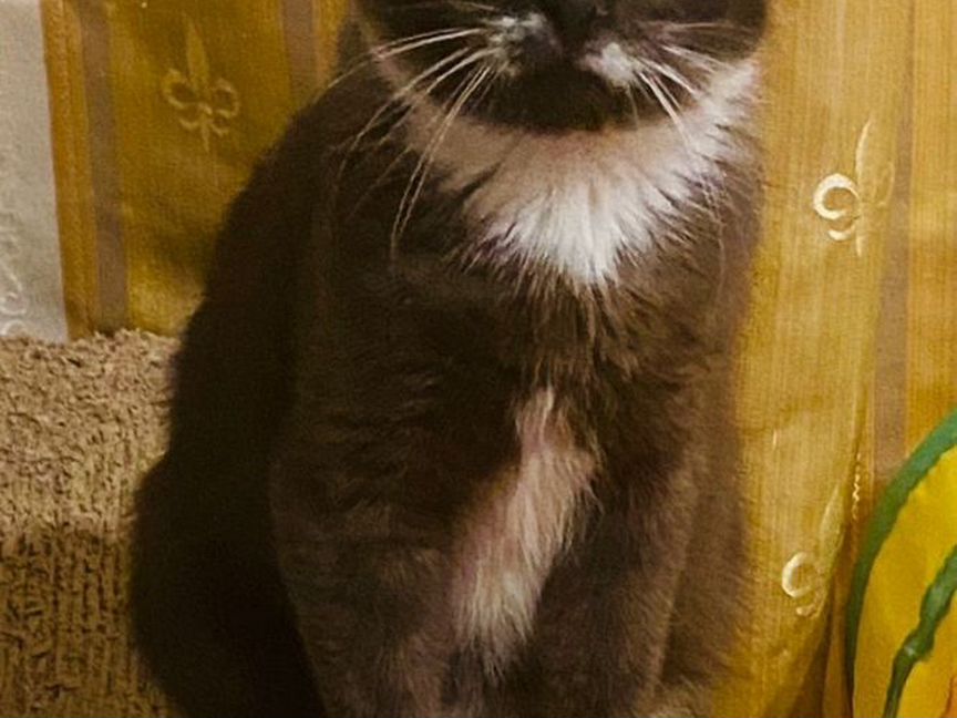 Котёнок, девочка, в добрые руки