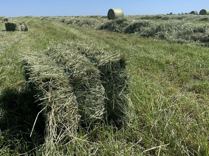 Сено в тюках