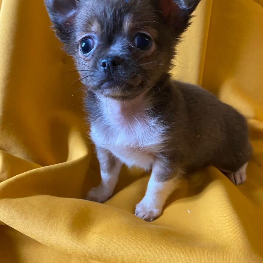 Чихуахуа мини