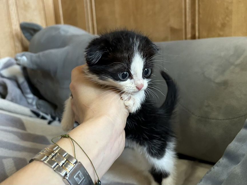 Котенок ищет дом