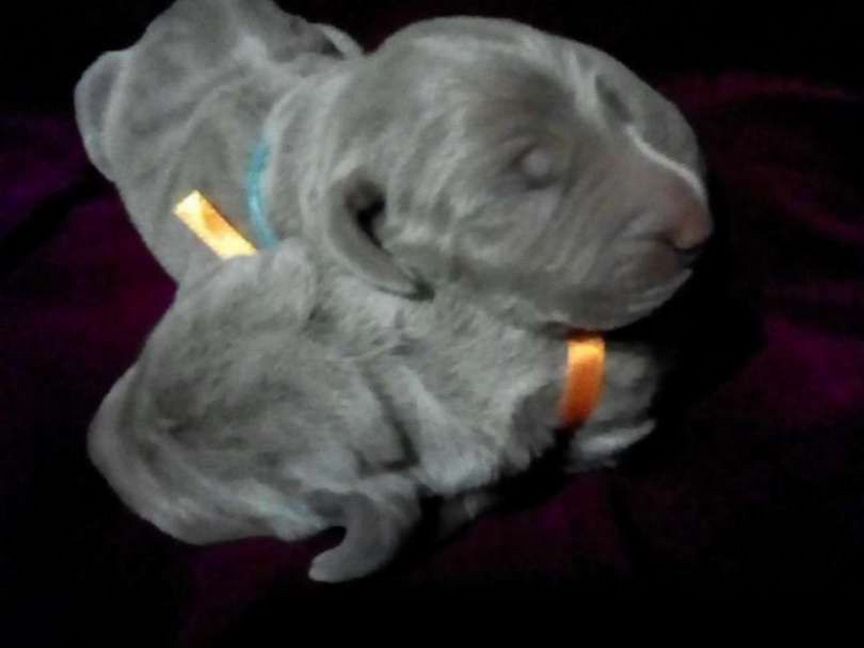 Щенки веймаранера