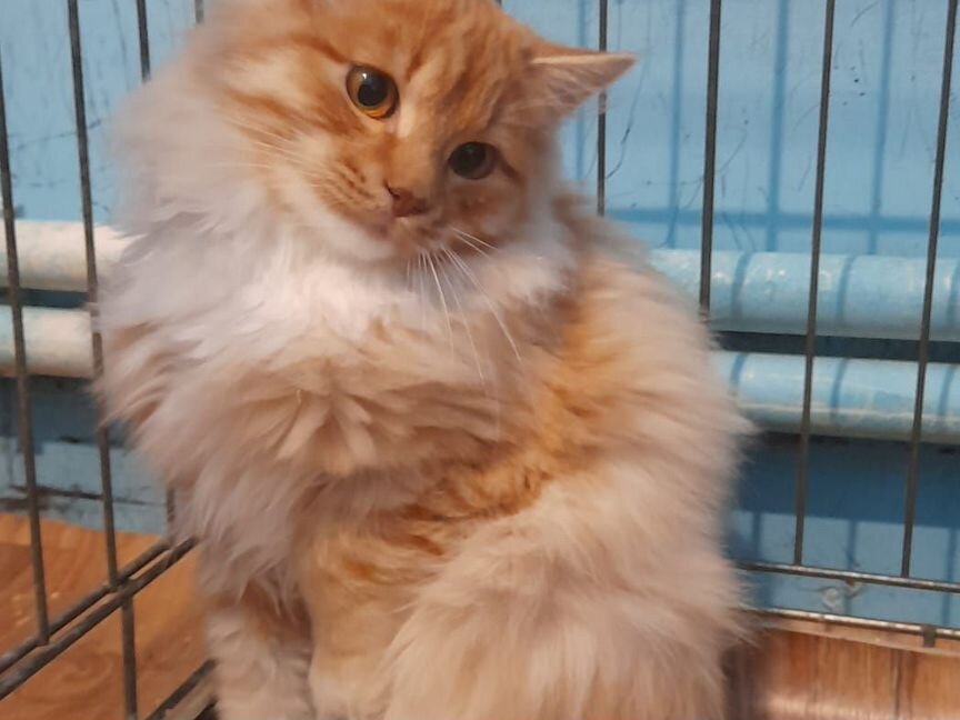 Кошка в дар сибирская