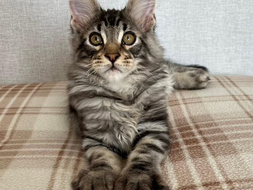 Котята мейн-кун