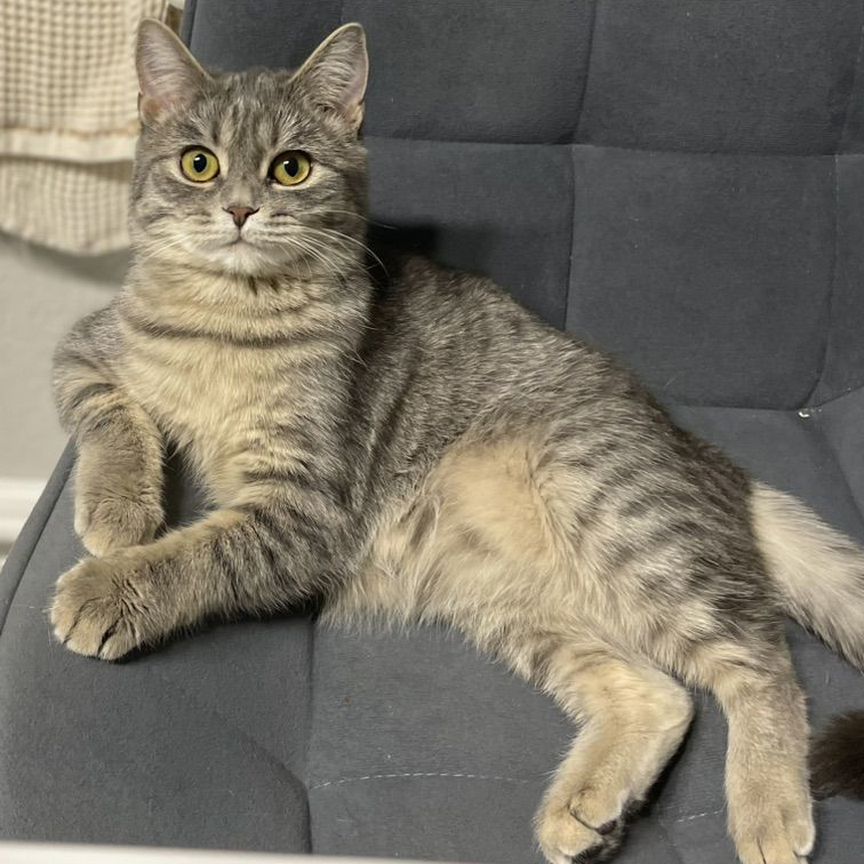 Британский длинношёрстный котёнок