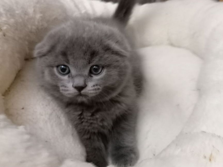 Шотландский вислоухий котёнок
