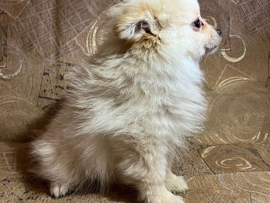 Щенки шпица