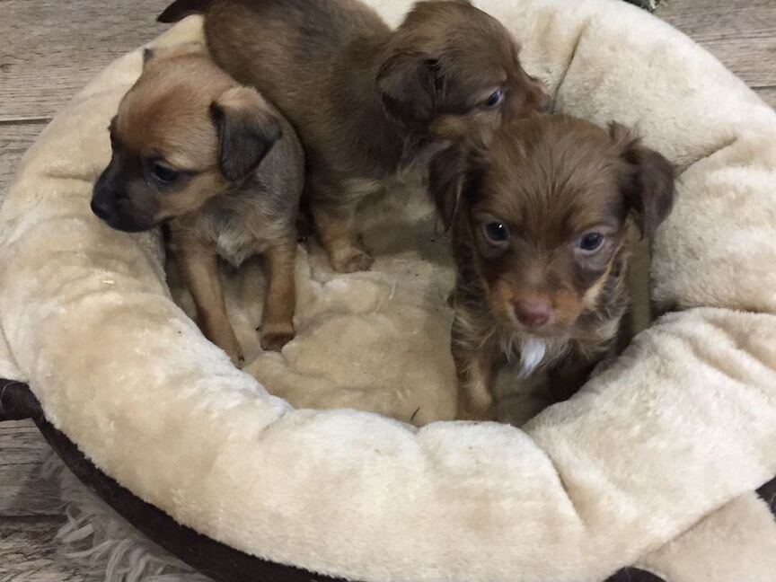 Той-терьер щенки