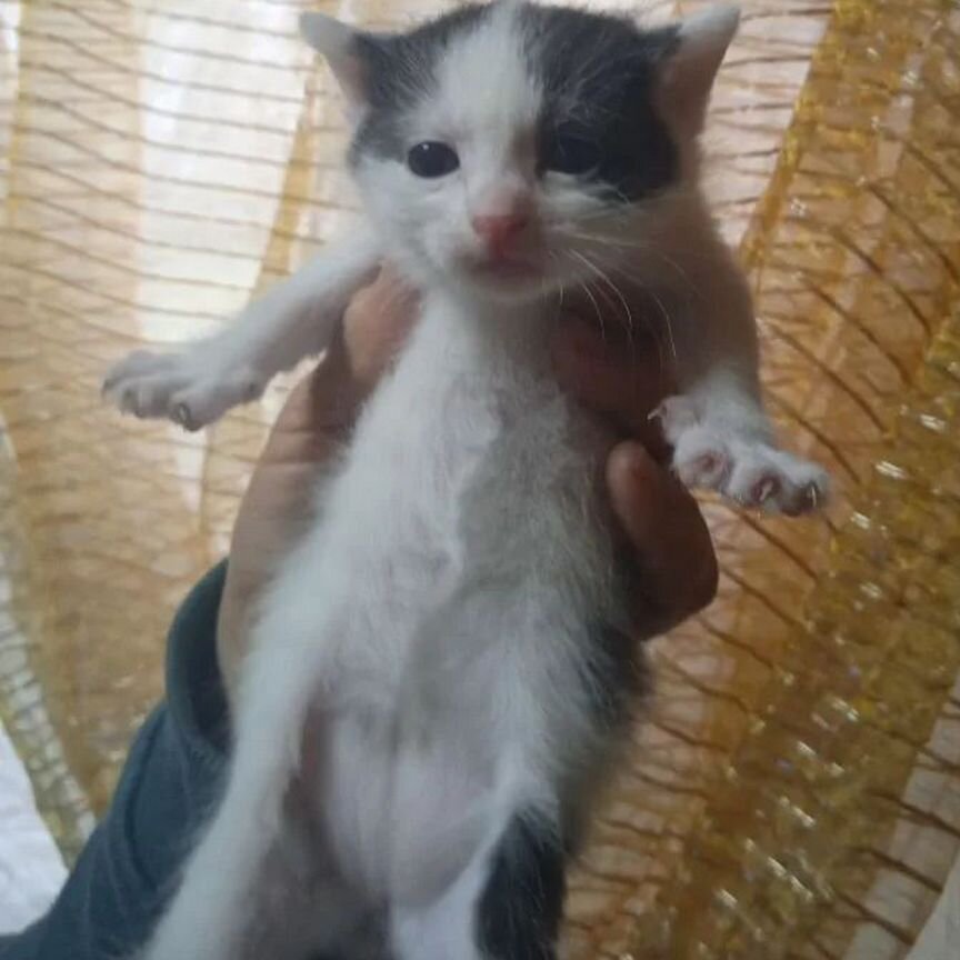 Котёнок от частного владельца