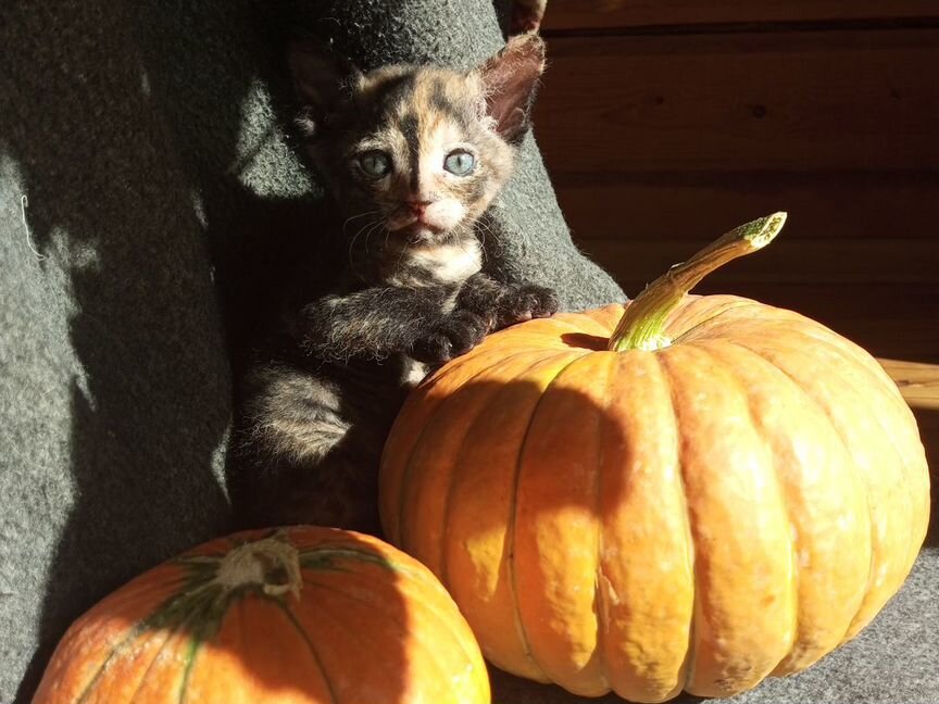 Сфинкс метод котенок