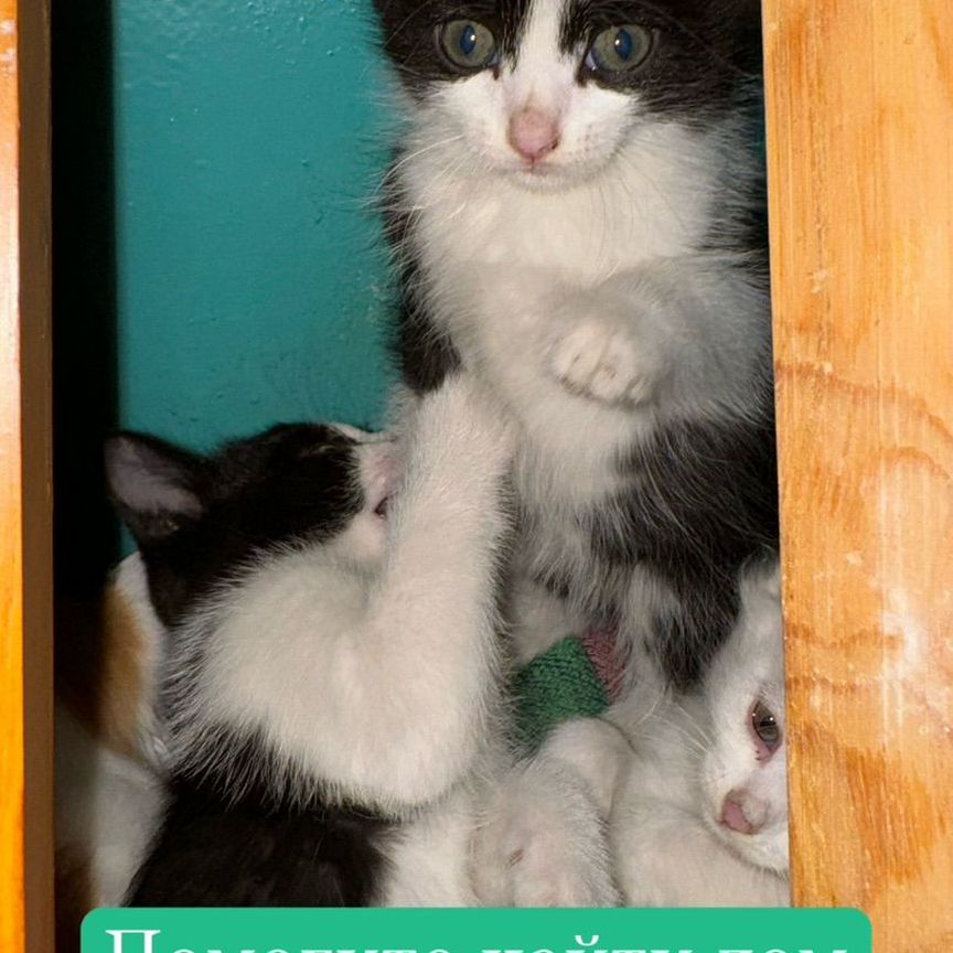 Котята в добрые руки