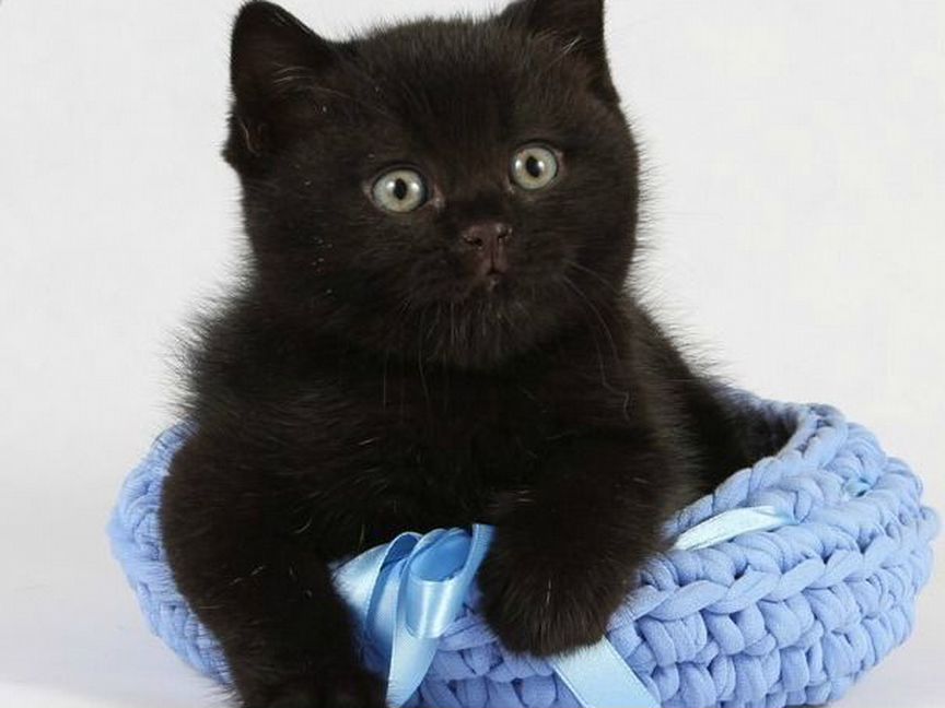 Черные вислоухий котик и прямоухая кошечка