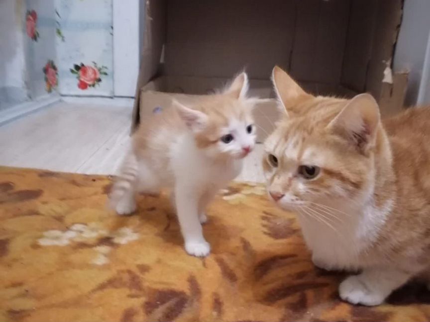 Котята рыжие в добрые руки