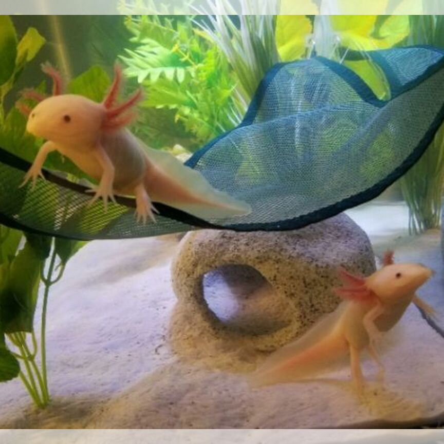 Аксалотль с аквариумом