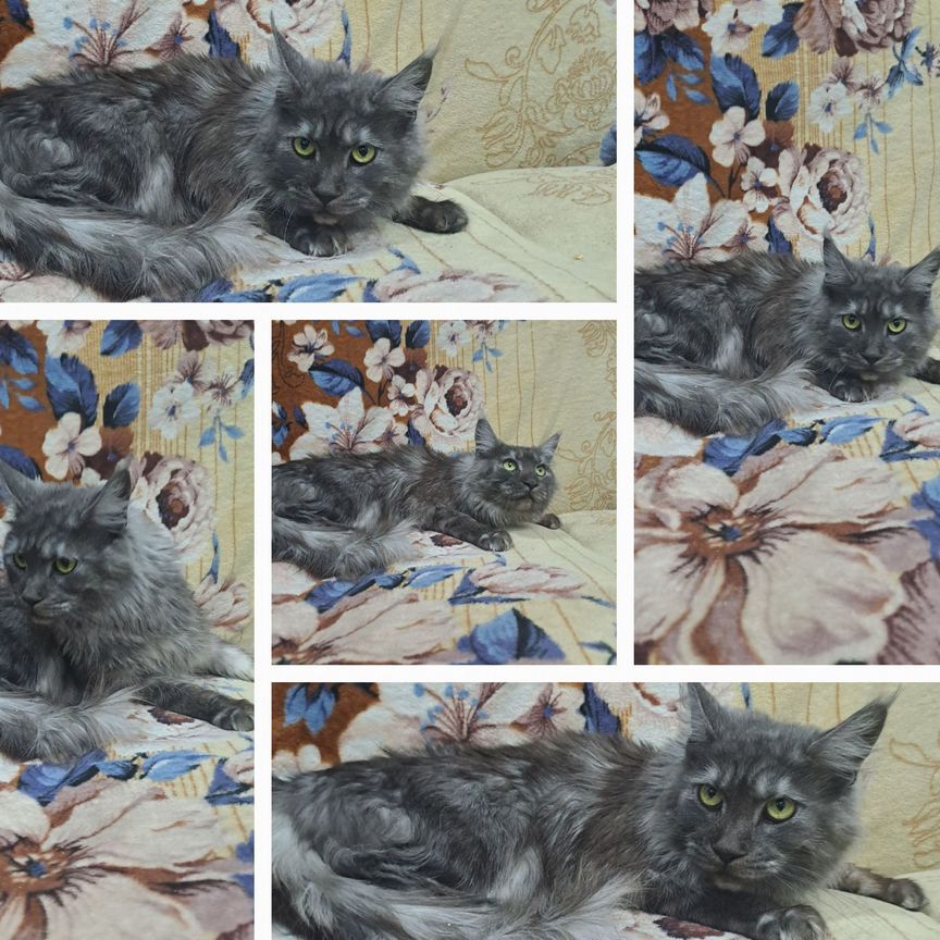 Мейн-кун, взрослая кошка