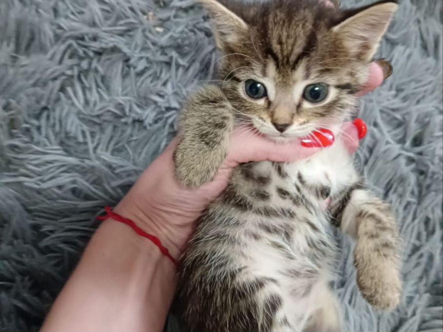 Кошка невская маскарадная