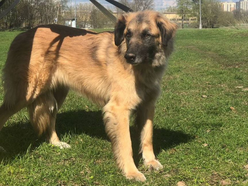 Скромный Тайсон мечтает о доме