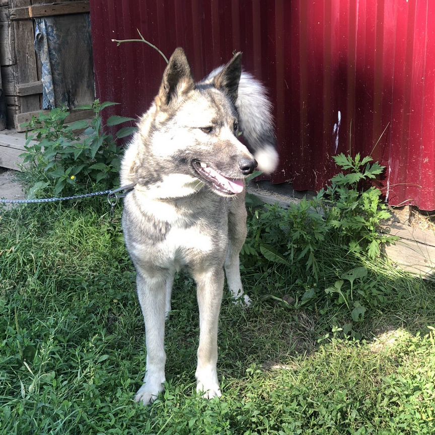 Охотничья собака