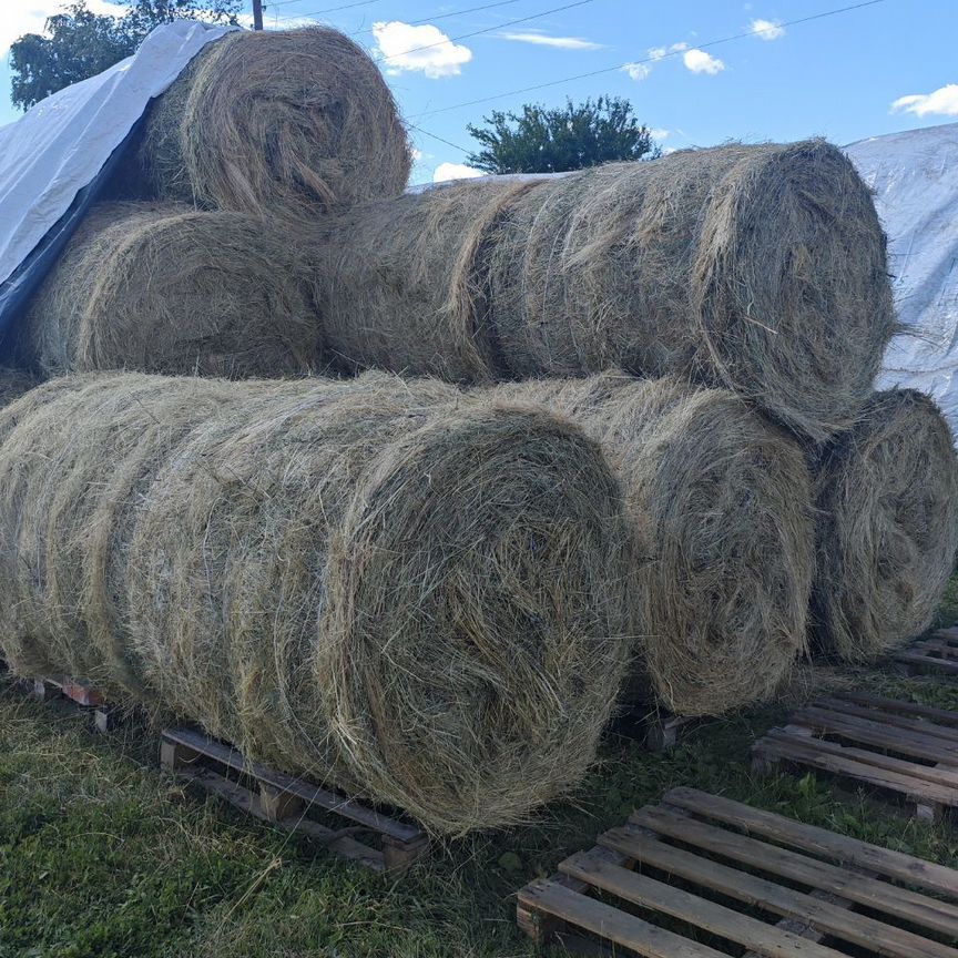 Продам сено в рулонах