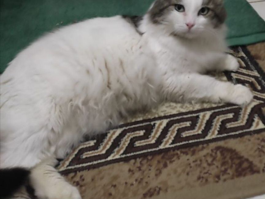 Молодой кот