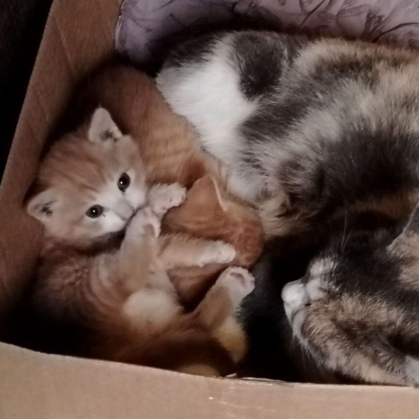 Сибирский кот, взрослый