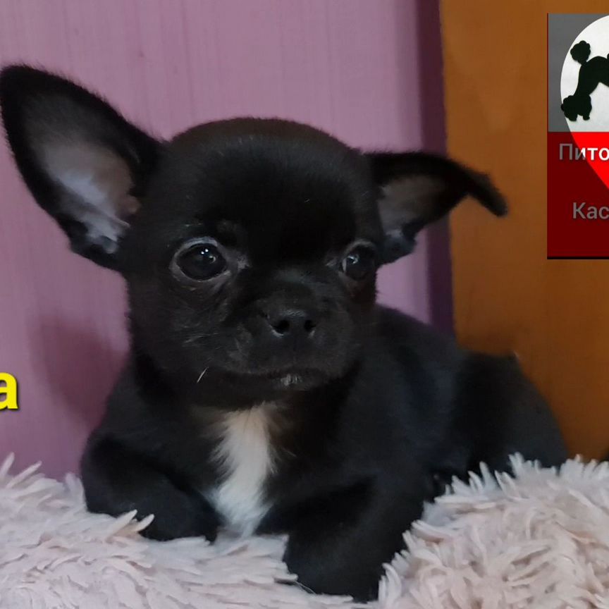 Чихуахуа мини РКФ Лавина очарования ми