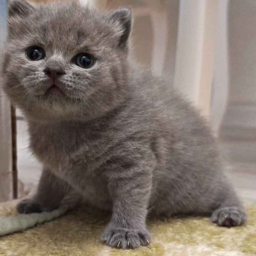 Британский короткошёрстный котёнок