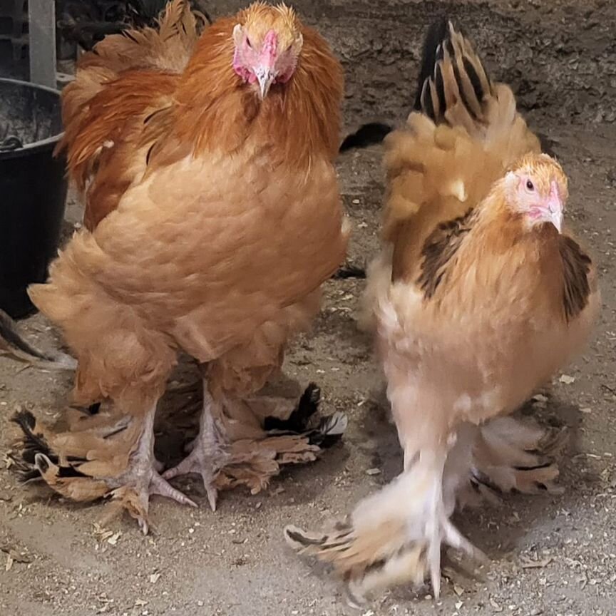 Куры Брама(пара)