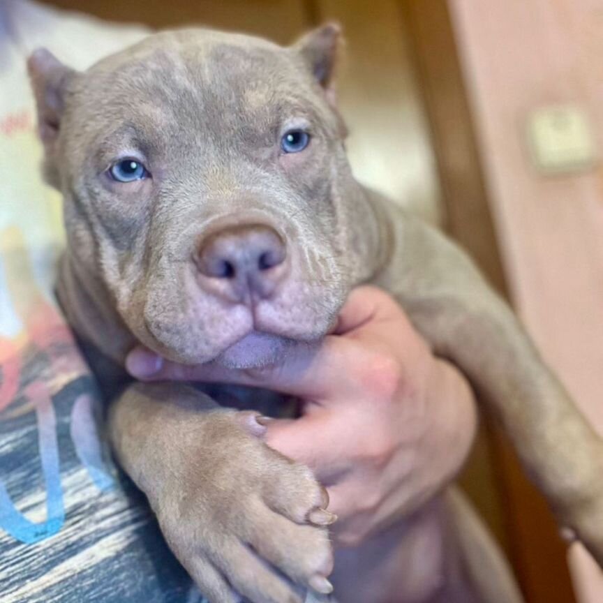 Американский булли покет