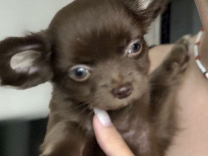 Щенок чихуахуа. Шоколадный мальчик