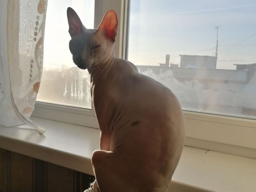 Донской сфинкс