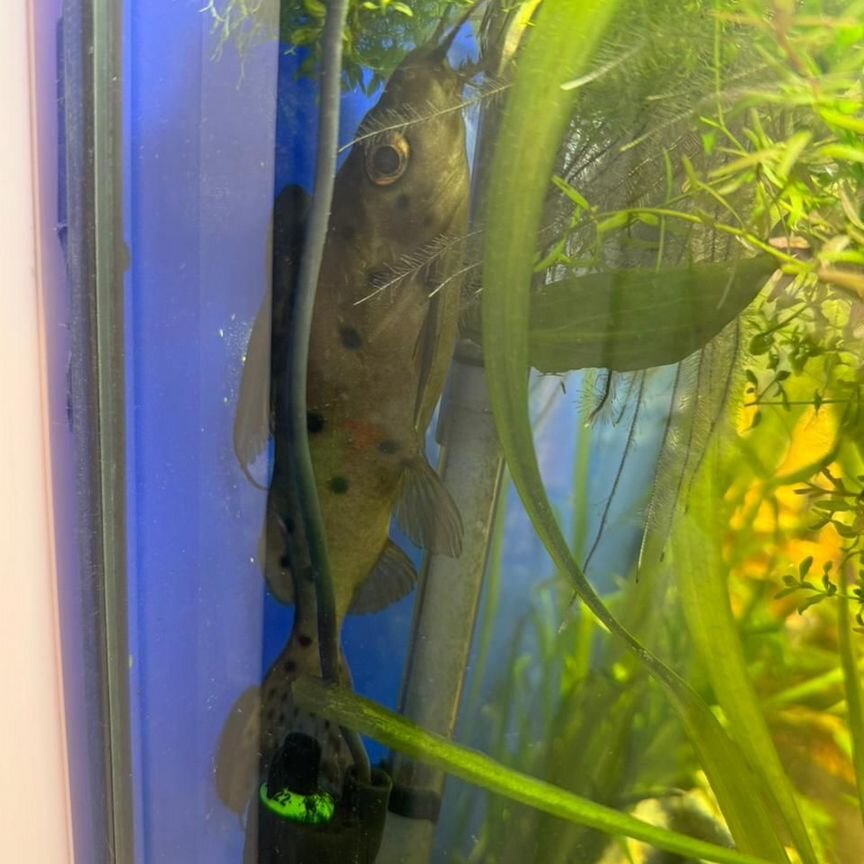 Сомик кукушка синодонтис