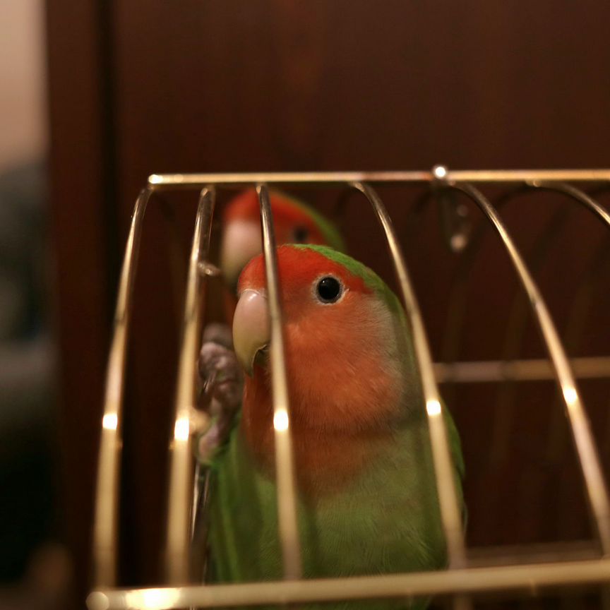 Попугай неразлучник