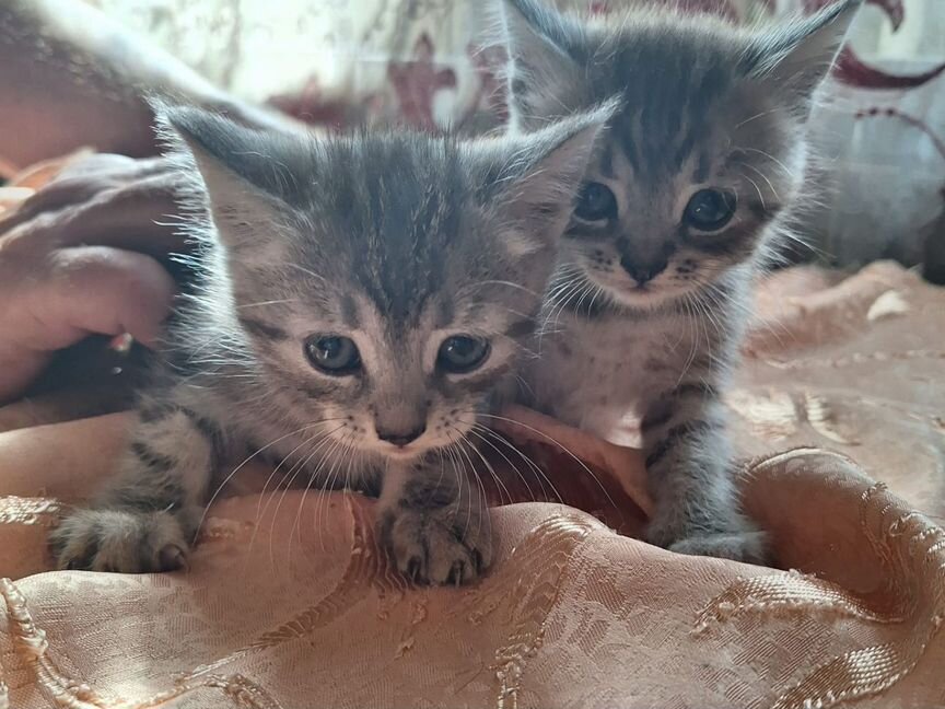 Котята, 2 мальчика ищут хозяина, возраст 1-2 мес