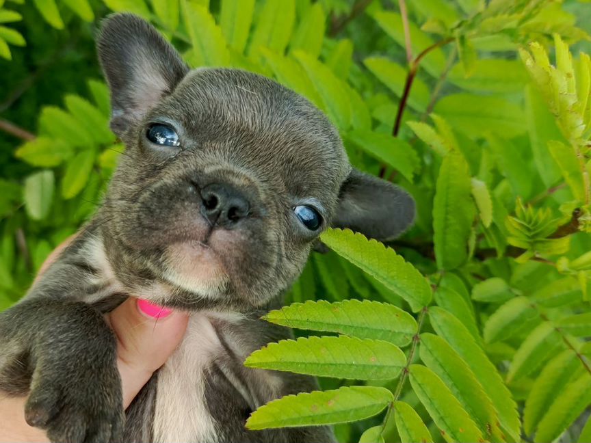 Французский бульдог