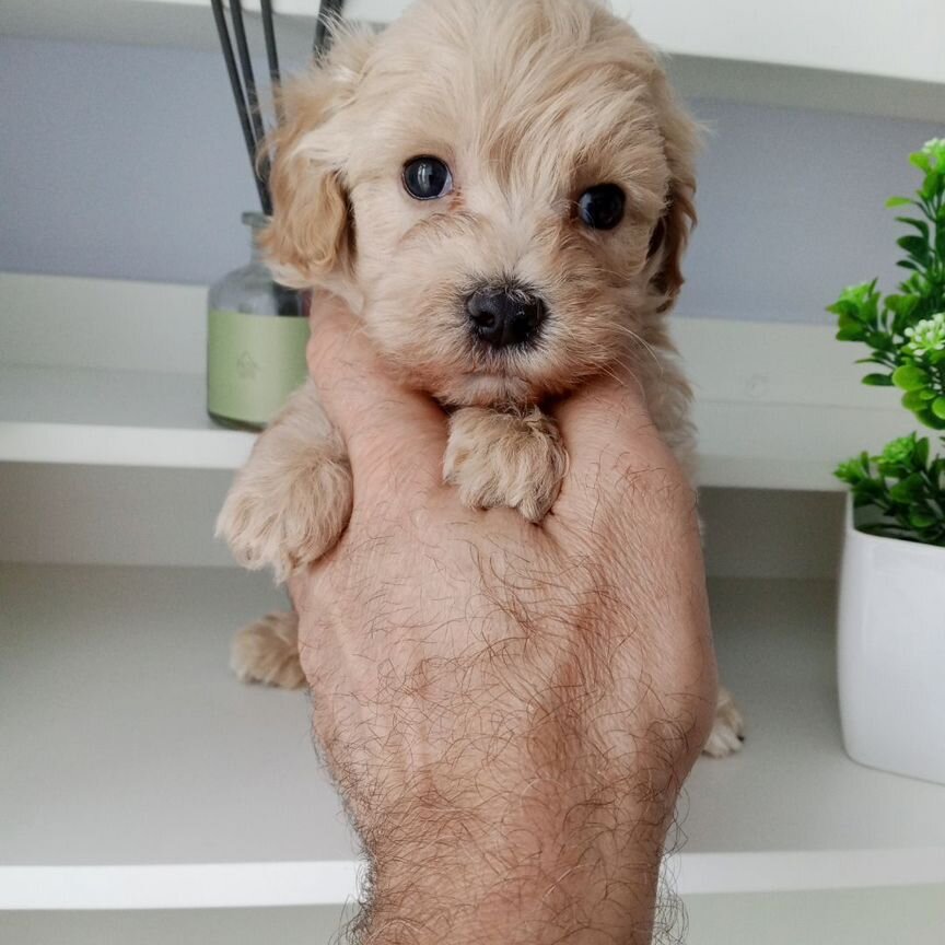China dog maltipy f1 micro