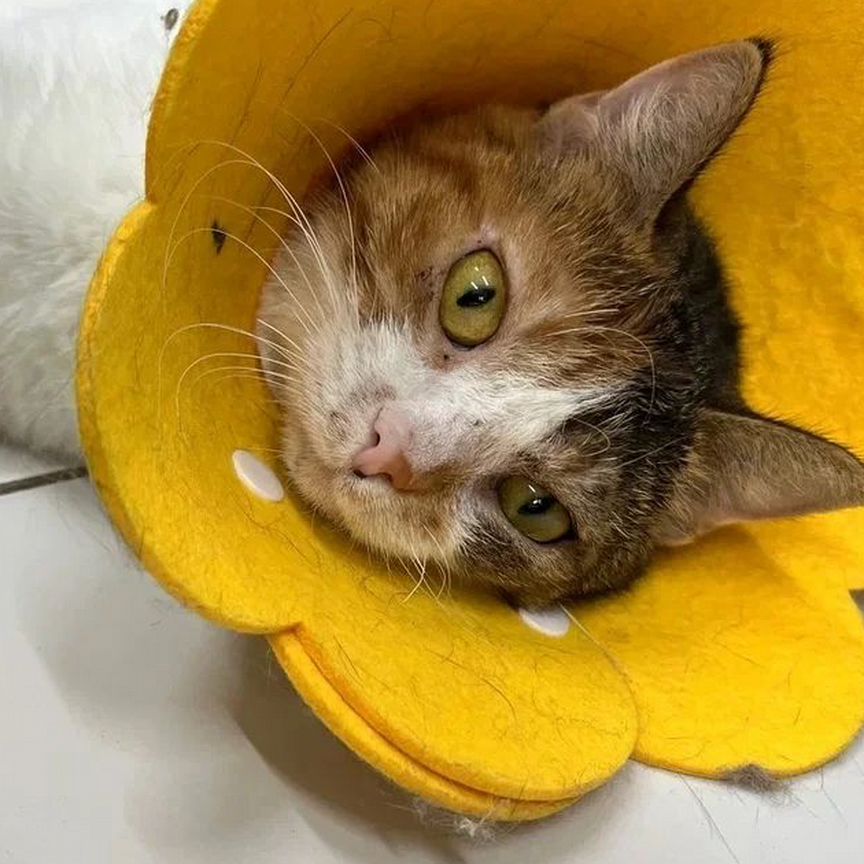 Кошка Кира ищет дом