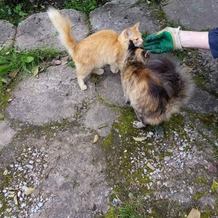 Коты подкидыши