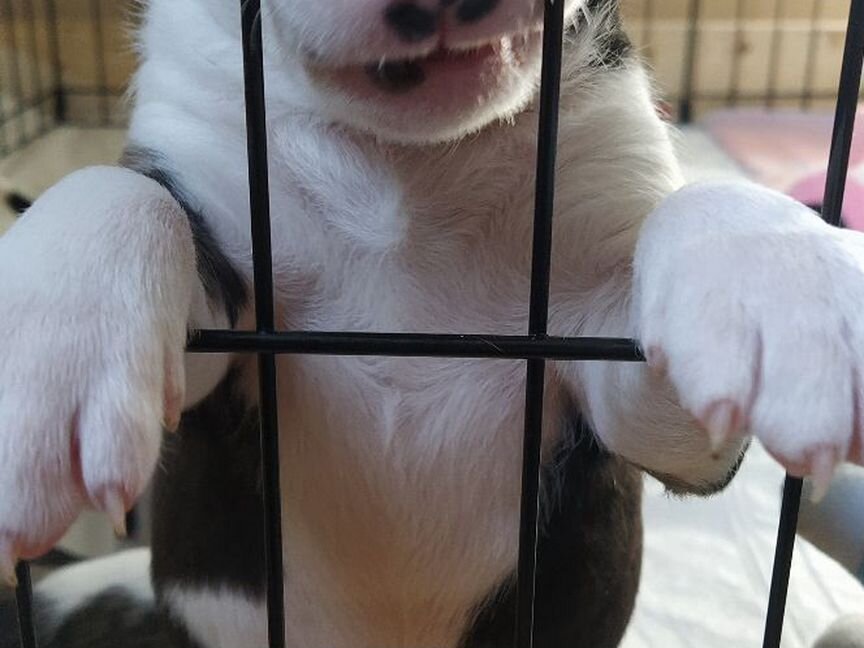 Бультерьер