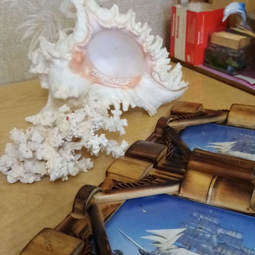 Ракушка морская большая