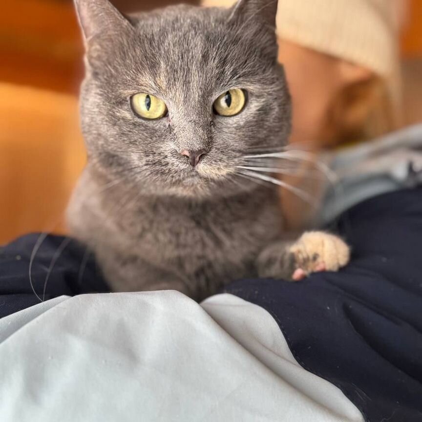 Взрослая, Девочка кошка в добрые руки