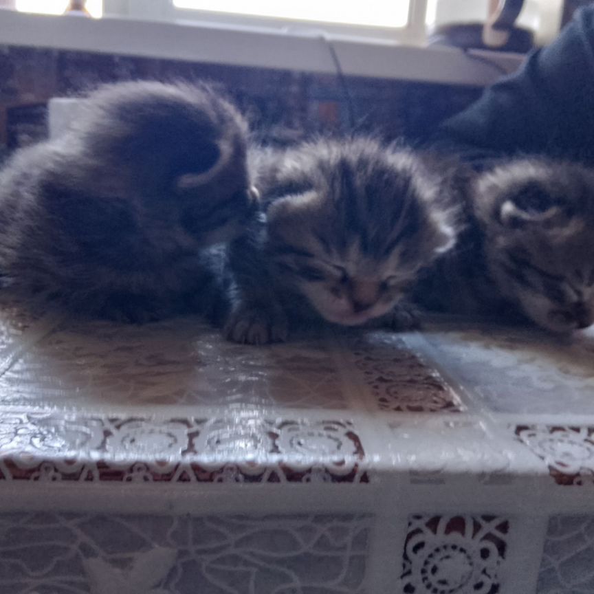 Шотландская вислоухая котята бесплатно