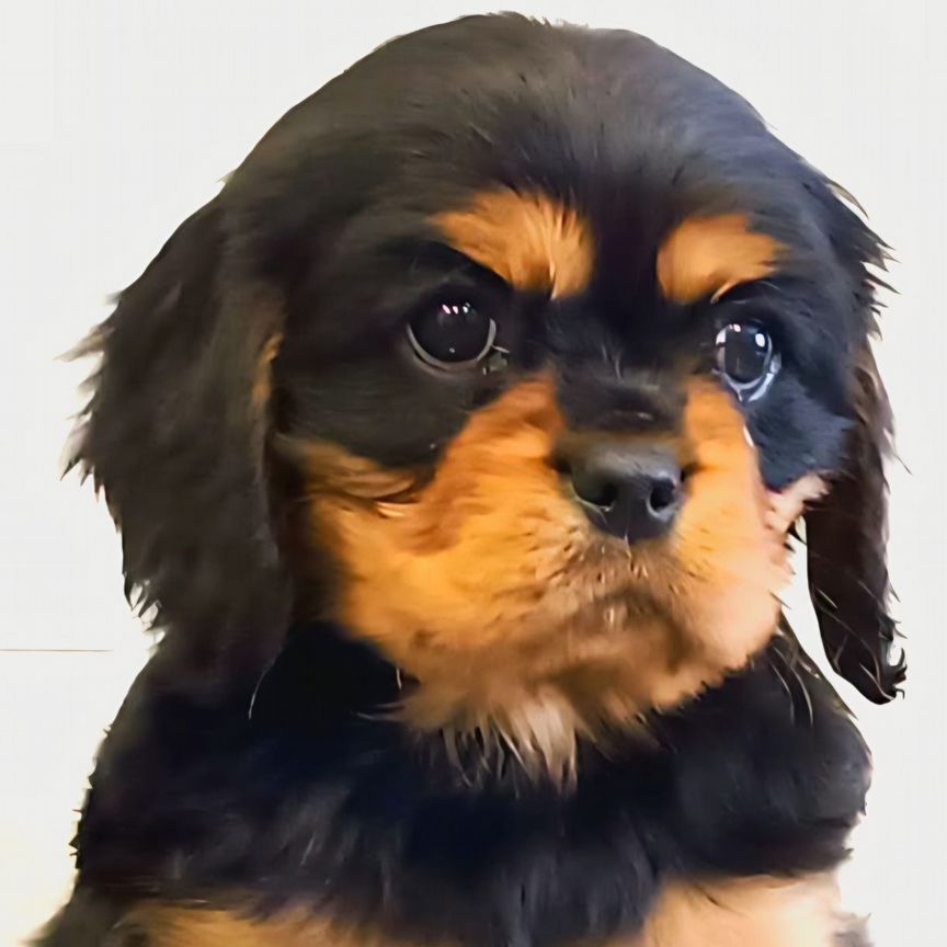 Кавалер кинг-чарльз-спаниель, щенок