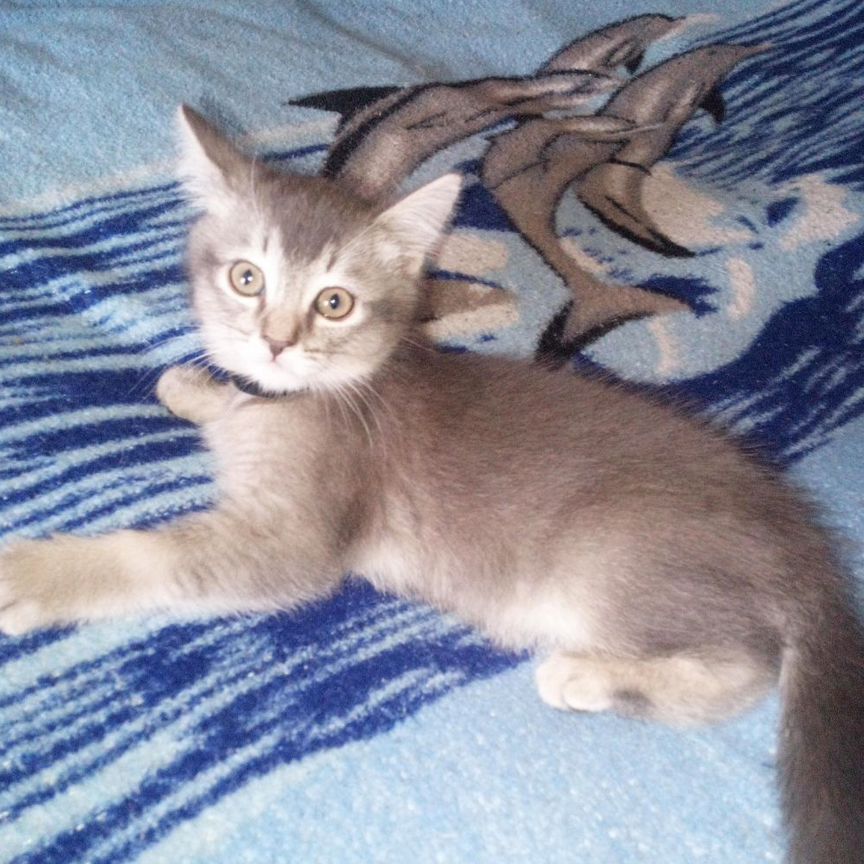 Котёнок в добрые руки